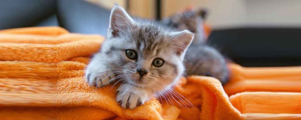 My Pet | My Pet English essay| 100% Free | Sigma Kids