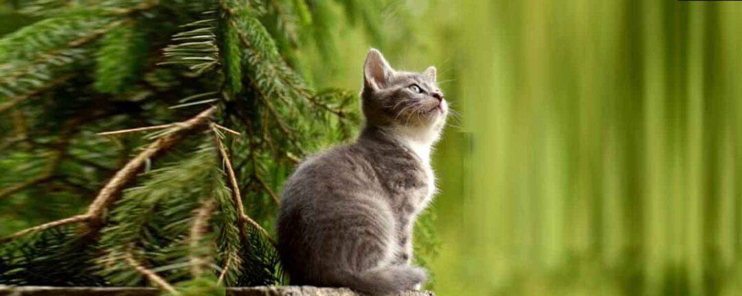 MY PET CAT | My Pet Cat English essay| 100% Freev | Sigma Kids