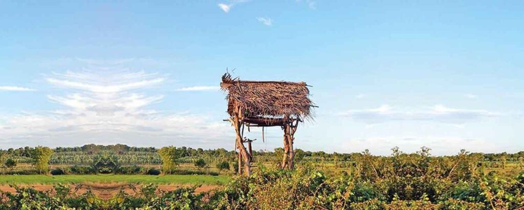 A night in a 'hane pale' -(හේනේ පැලක රැයක්) | Hene palaka rayak sinhala ...