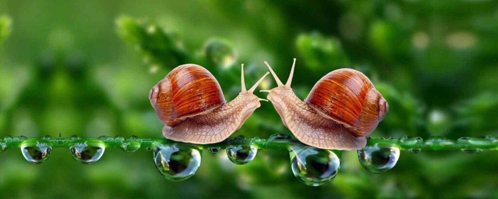 ගොළුබෙල්ලා -Snail | Golubella sinhala essay | 100% Free | Sigma Kids